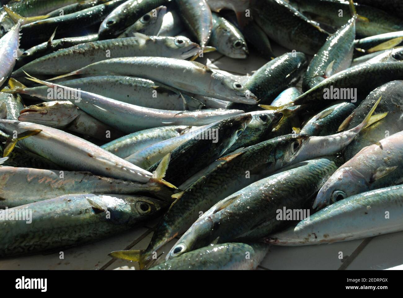 Fresh fish caught in Rio de Janeiro, fishmongers in Copacabana Stock ...