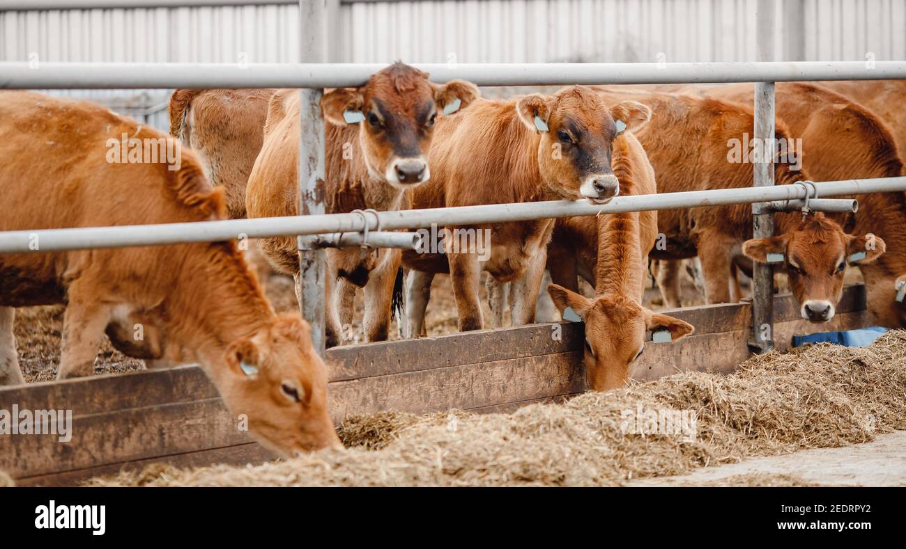 Cows red jersey with automatic collar. Banner modern farm dairy and ...