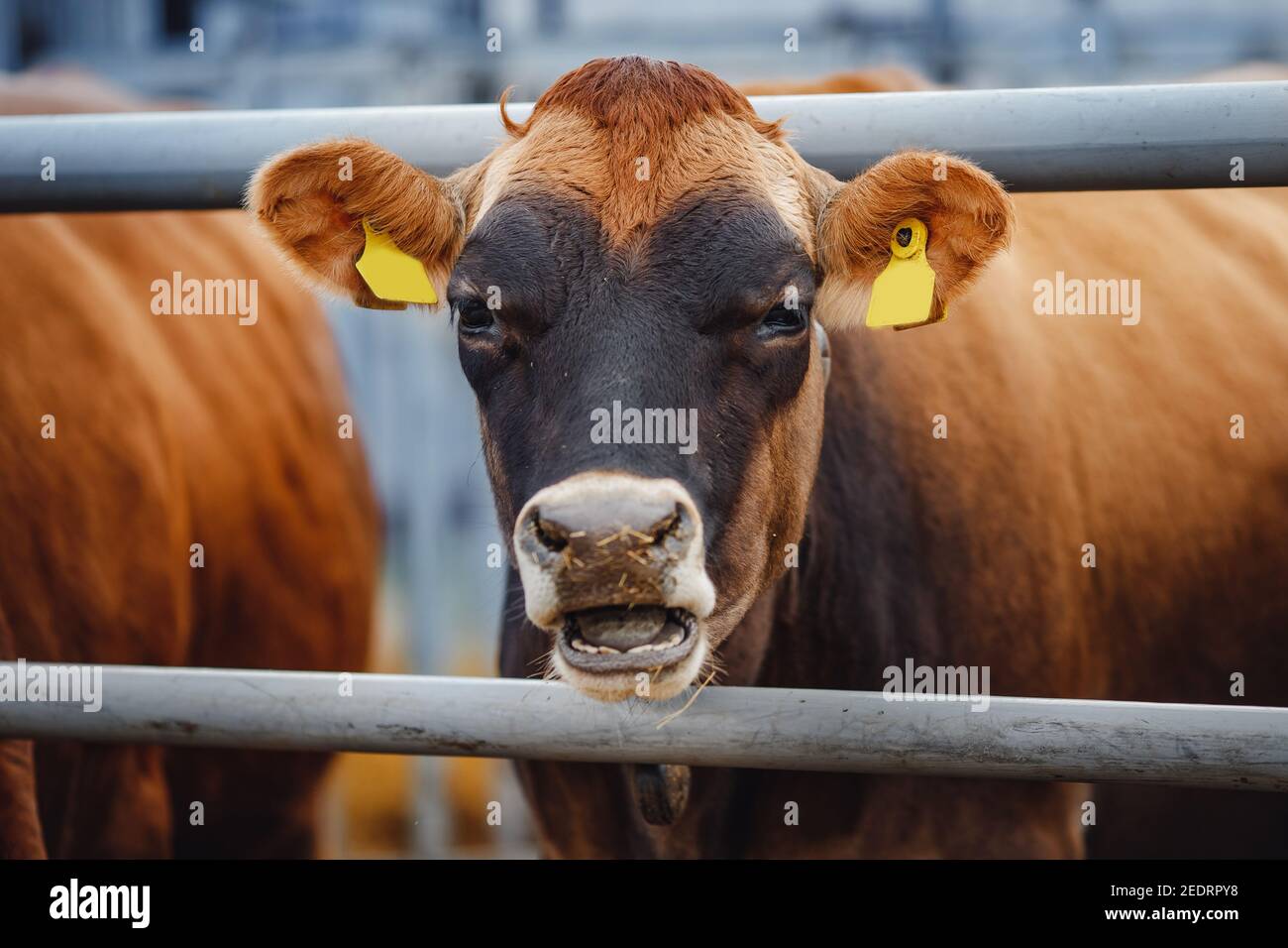 Cow Funny Face High Resolution Stock Photography and Images - Alamy