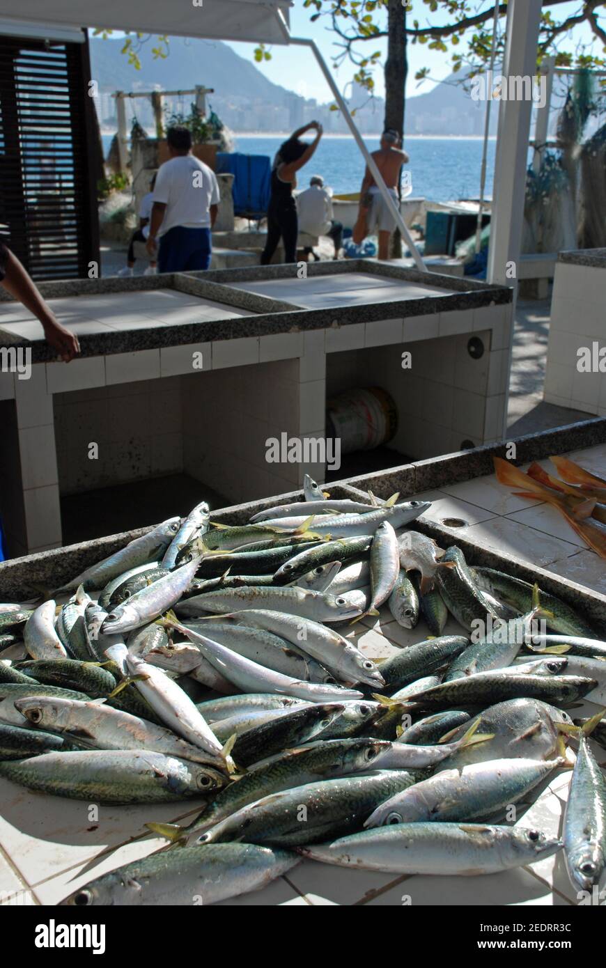 Fresh fish caught in Rio de Janeiro, fishmongers in Copacabana Stock ...