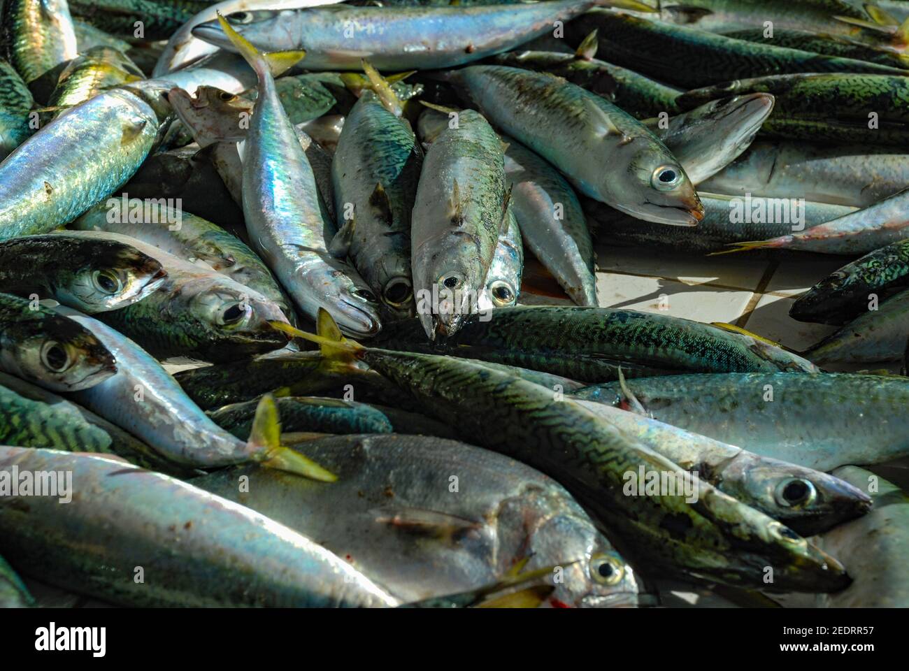 Fresh fish caught in Rio de Janeiro, fishmongers in Copacabana Stock ...