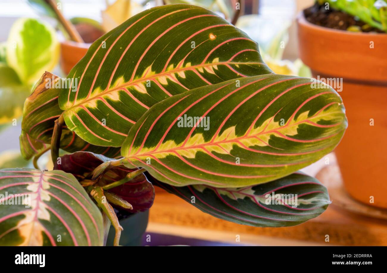 Brightly striped broad leaves of an indoor plant Stock Photo - Alamy