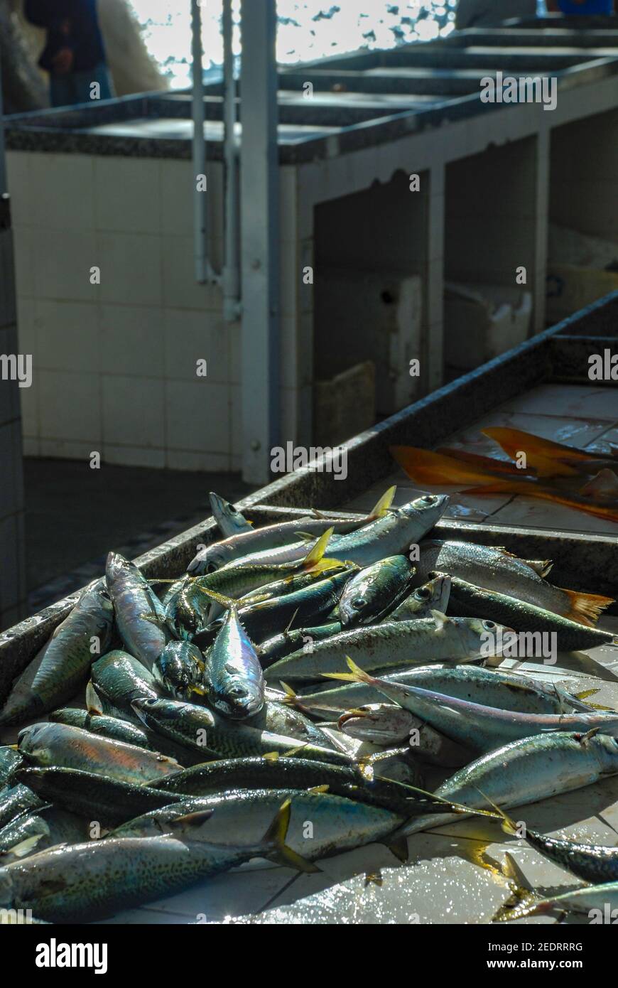 Fresh fish caught in Rio de Janeiro, fishmongers in Copacabana Stock ...