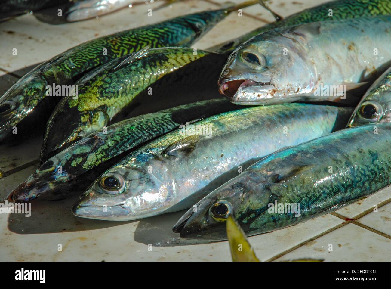 Fresh fish caught in Rio de Janeiro, fishmongers in Copacabana Stock ...