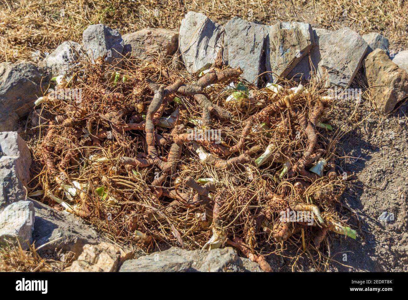 Orris plant hi-res stock photography and images - Alamy