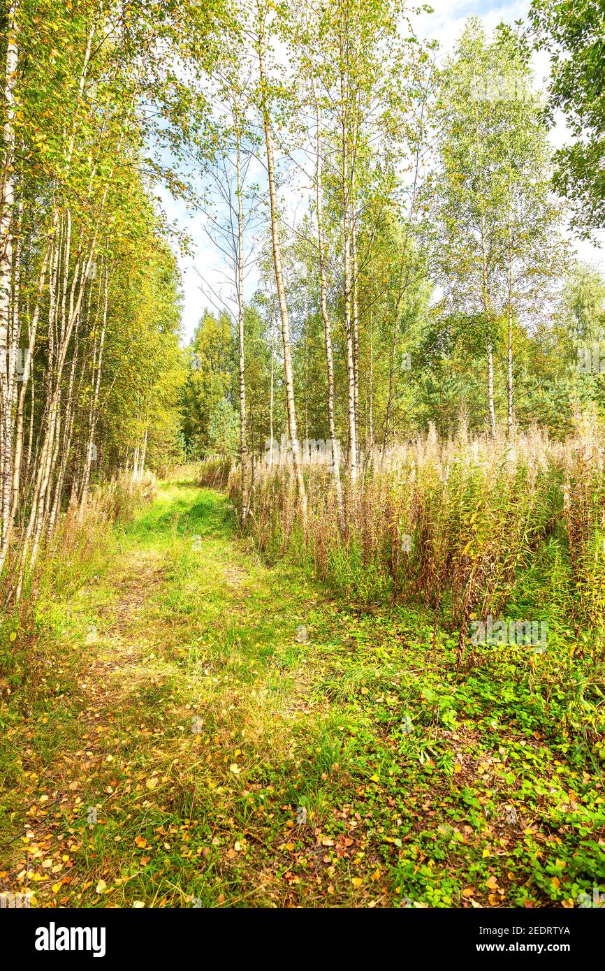 Birch tree root branch hi-res stock photography and images - Alamy