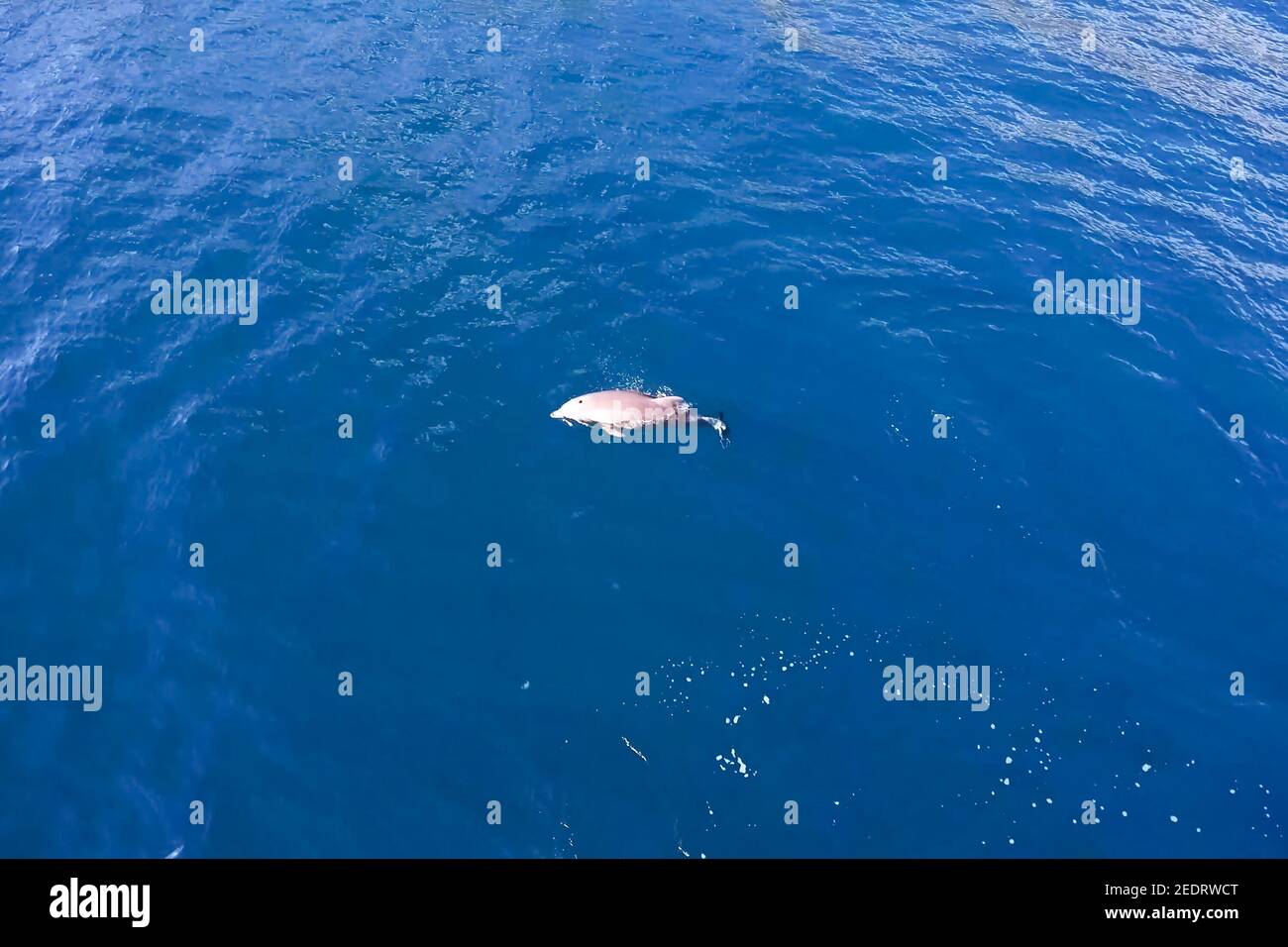 Aerial view bottlenose dolphin hi-res stock photography and images - Alamy