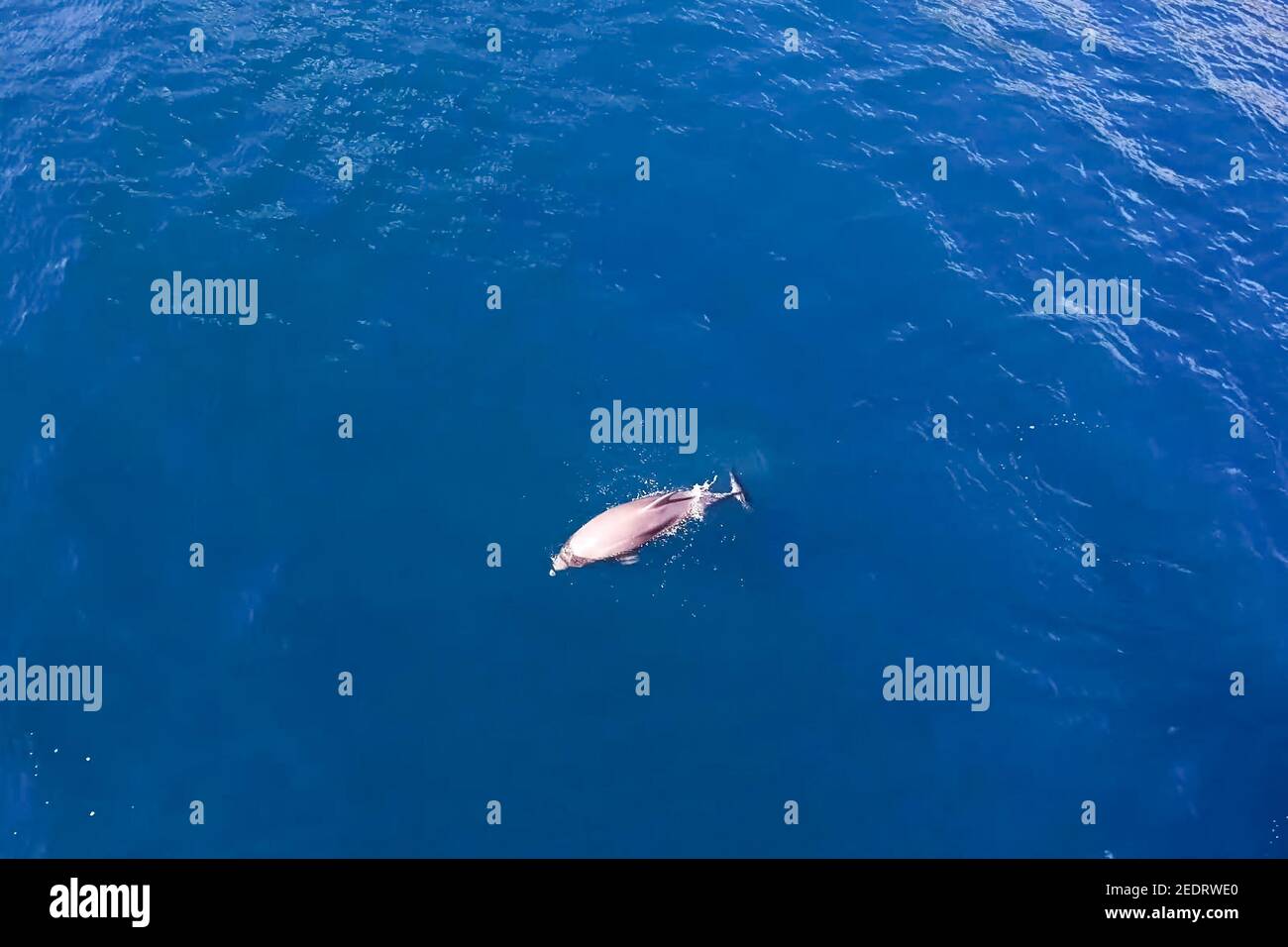 Aerial view bottlenose dolphin hi-res stock photography and images - Alamy