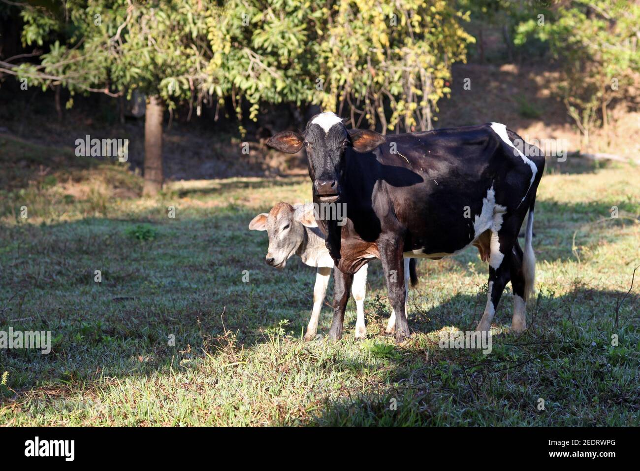 Cow with calf in corral Stock Photo - Alamy