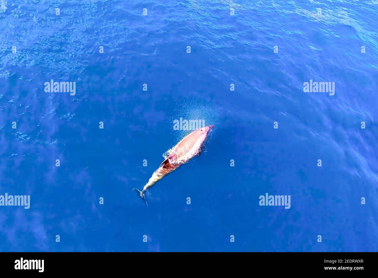 Aerial view bottlenose dolphin hi-res stock photography and images - Alamy
