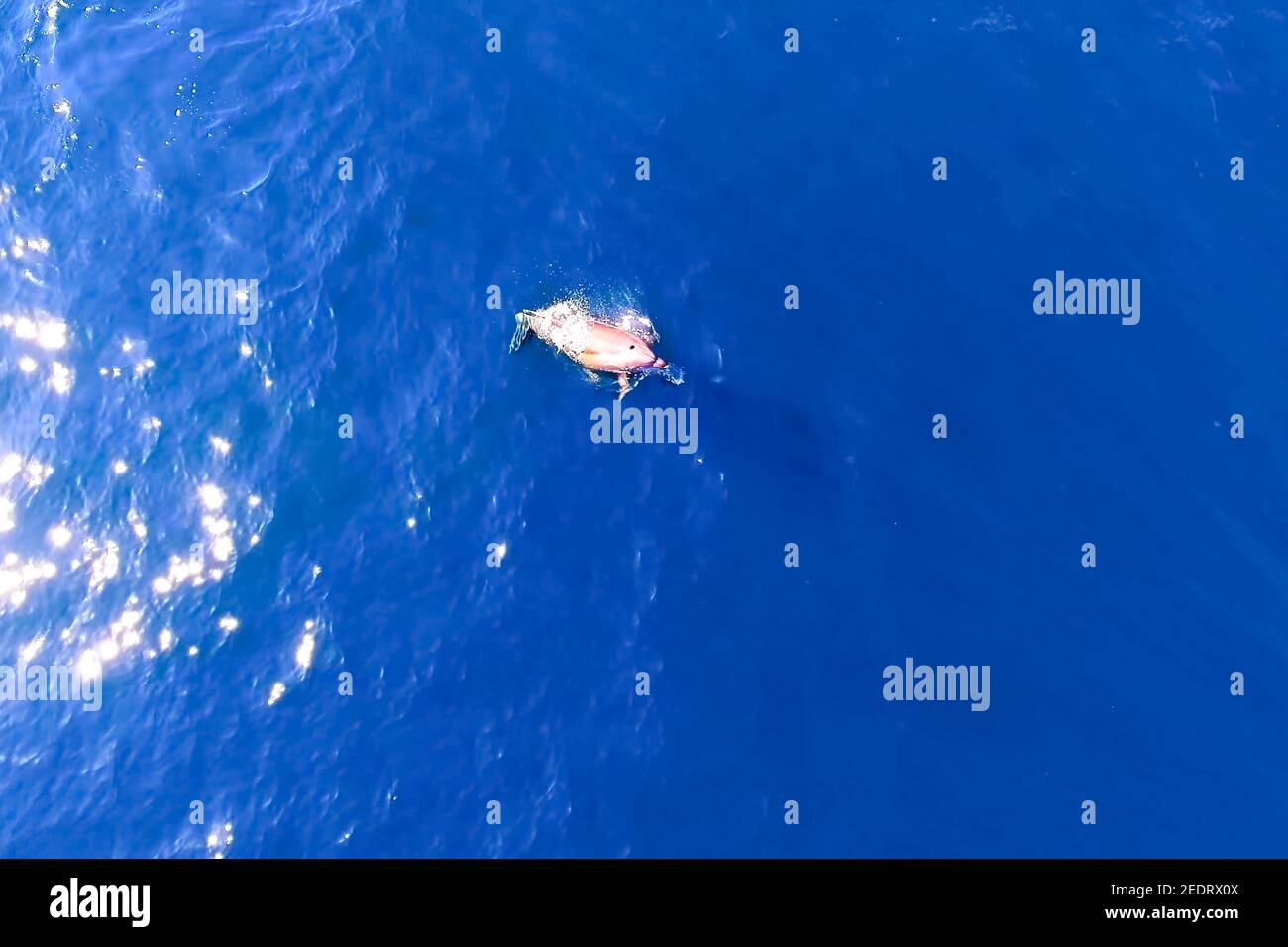 Aerial view bottlenose dolphin hi-res stock photography and images - Alamy