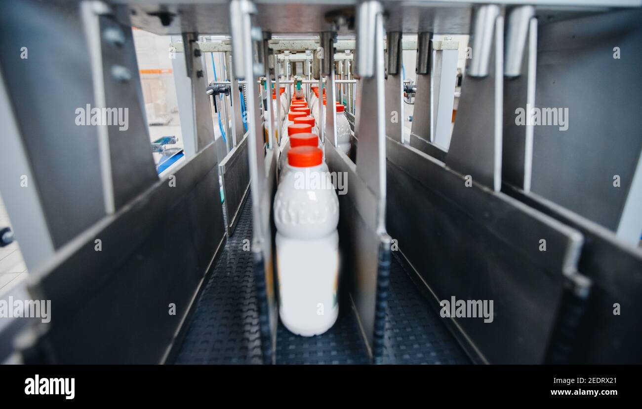 Dairy factory industry, automatic conveyor for transporting milk ...