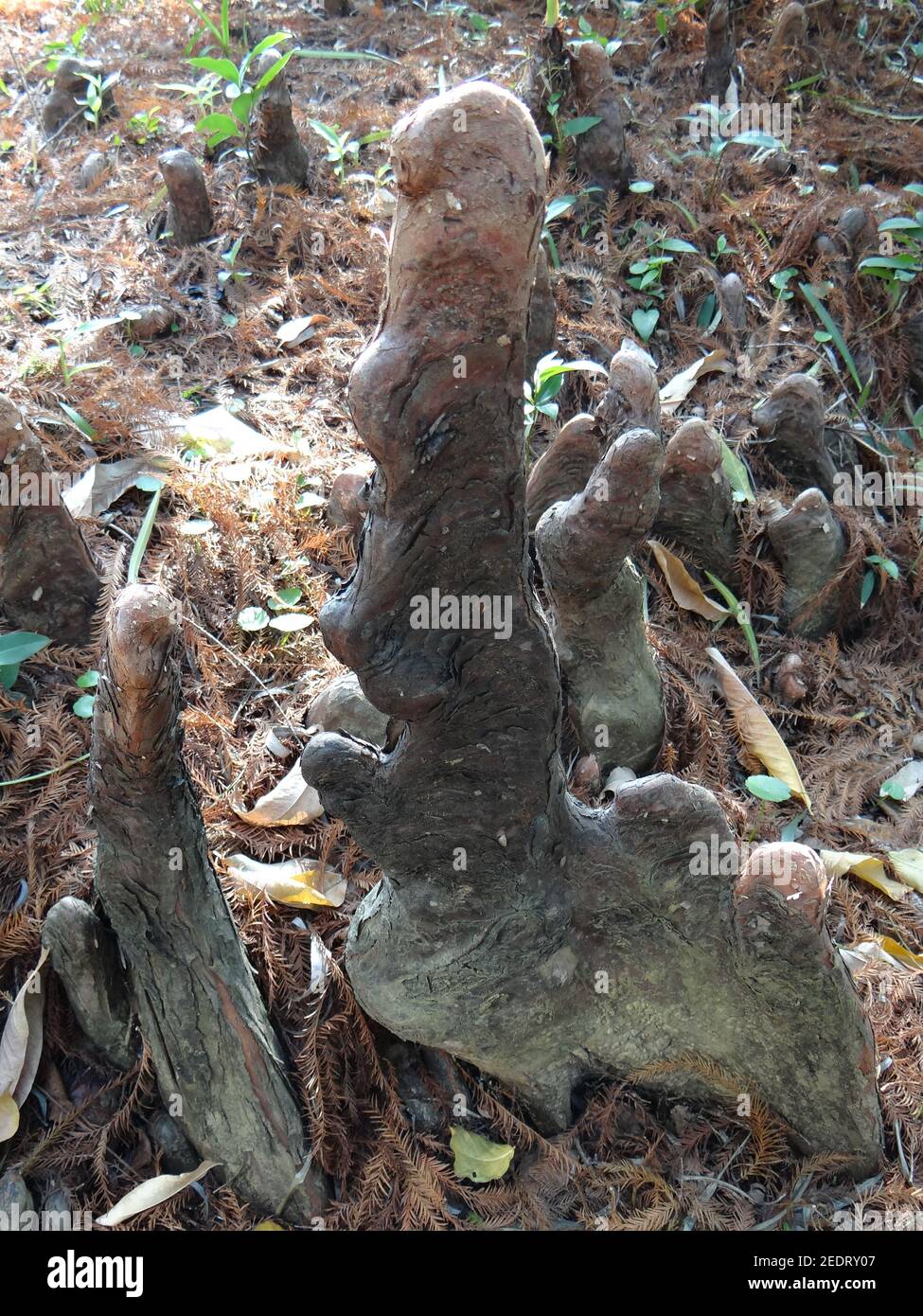 Vertical shot of the roots of a bald cypress tree in the forest Stock ...