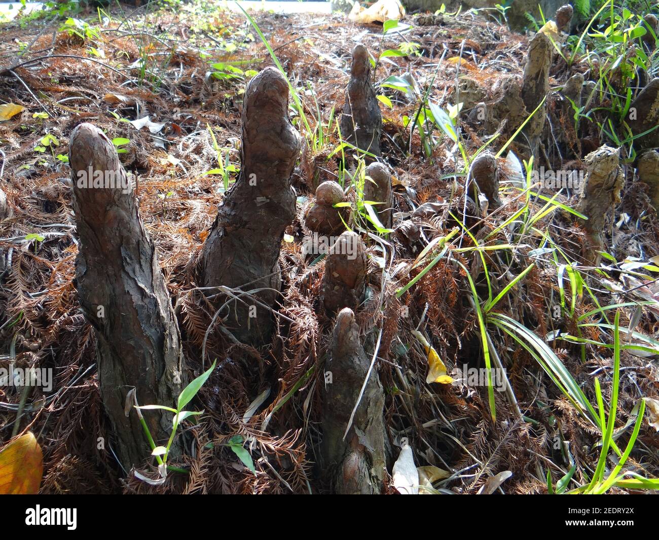 Beautiful view of roots of the bald cypress tree in the forest Stock ...