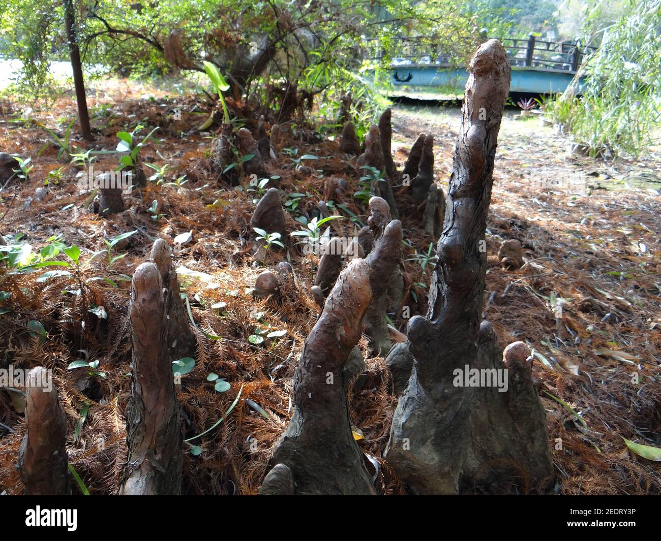 Bald cypress leaves hi-res stock photography and images - Alamy