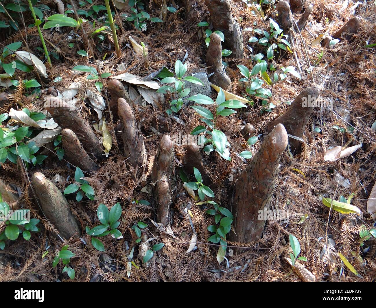 Bald cypress leaves hi-res stock photography and images - Alamy