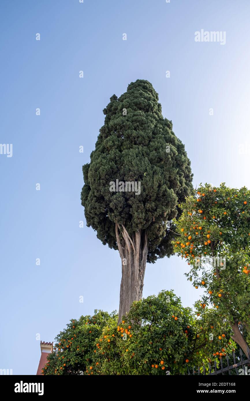 Old tall cypress tree on blue cloudy sky background, low angle view ...