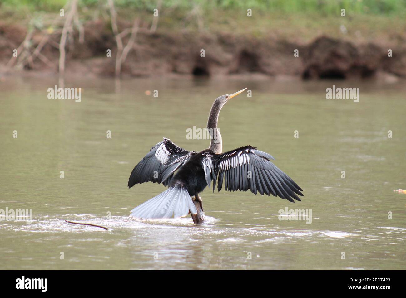 Devil bird hi-res stock photography and images - Alamy