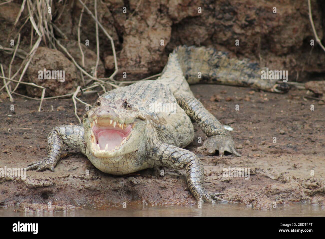 A Spectacled Caiman resting on a river bank baring its teeth and its ...