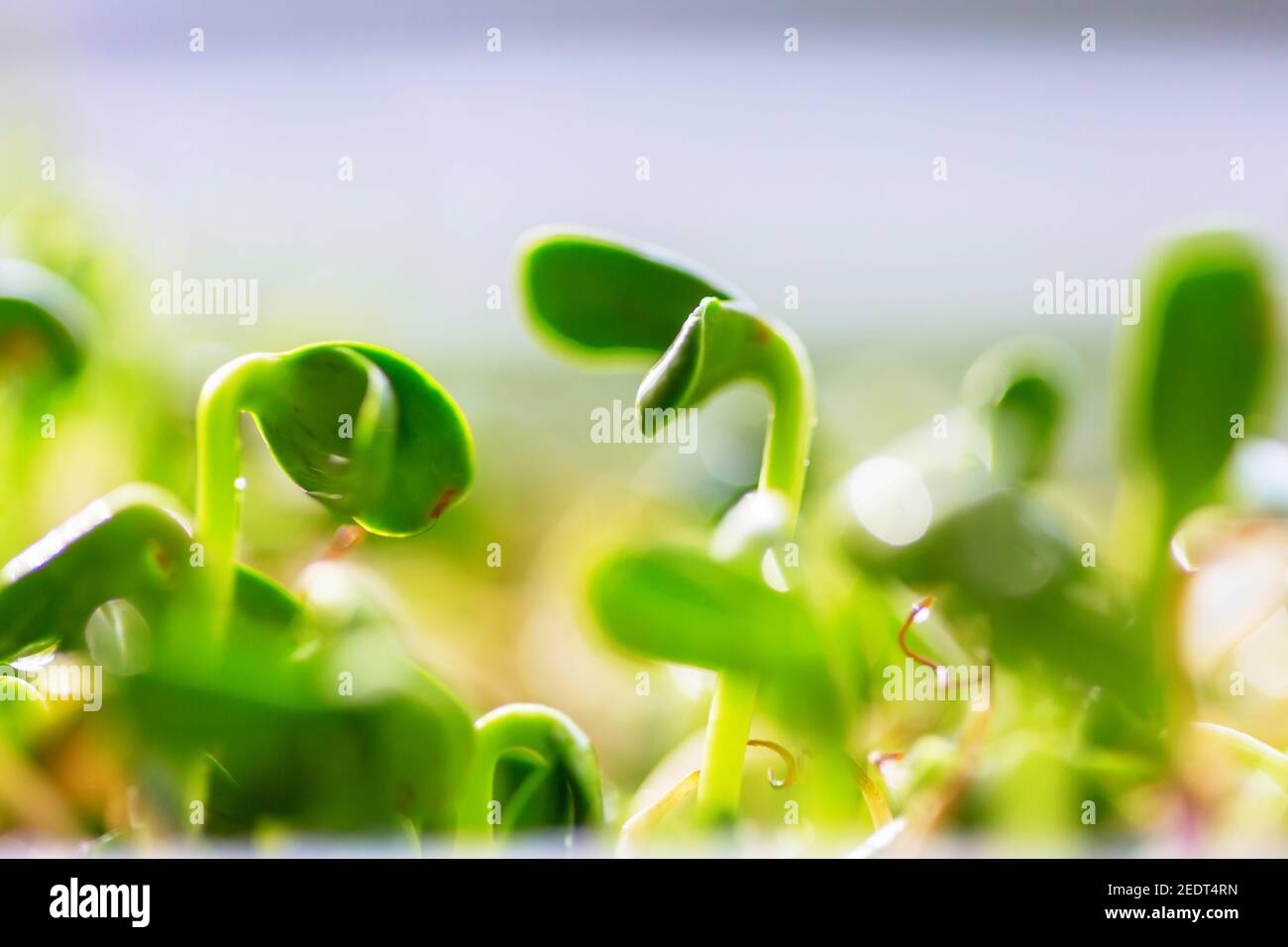 Small Spring sprout in horticultural farm. Concept of a green life ...