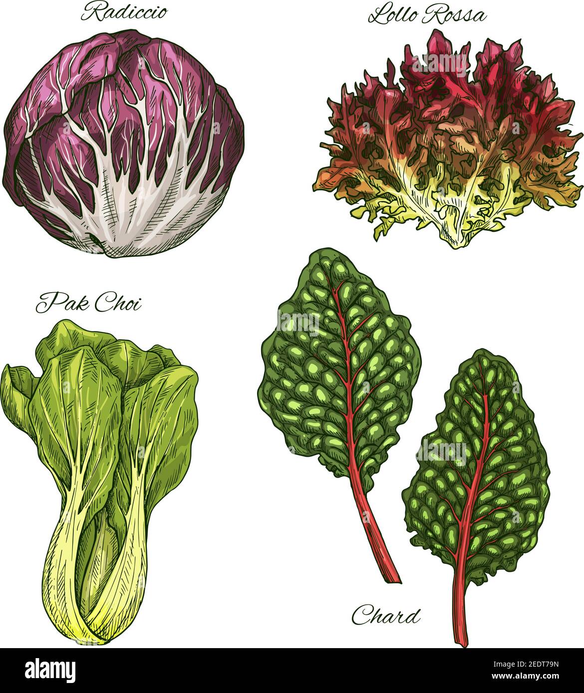 Lollo rossa leaves Stock Vector Images - Alamy