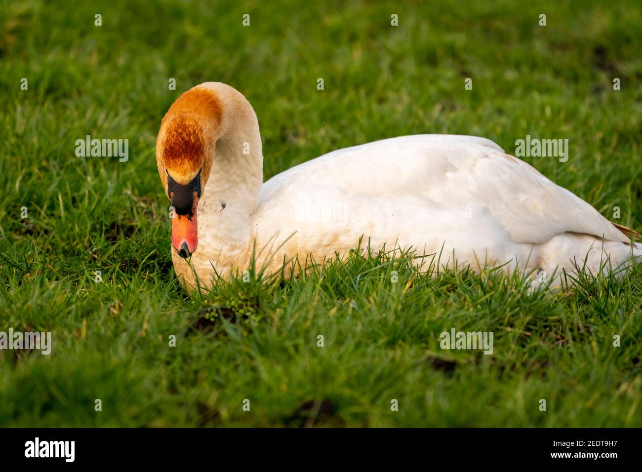 White swan lies in the grass, full body. Nature in winter. The swan has ...