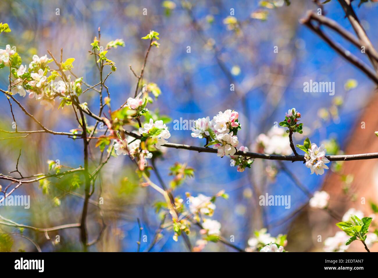 Spring bright blooming and blossoming flower branch against blue sky ...