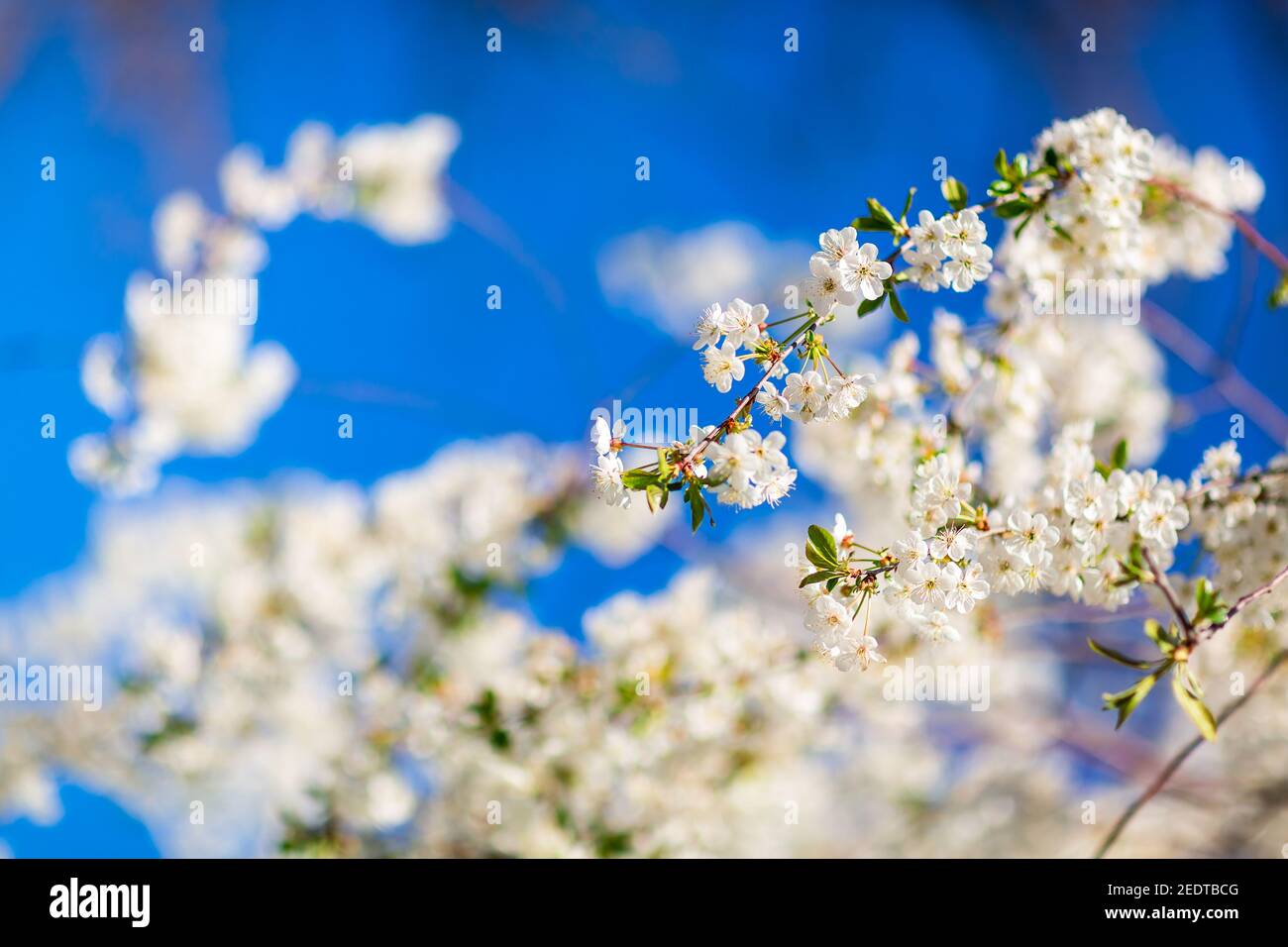 Spring bright blooming and blossoming flower branch against blue sky ...