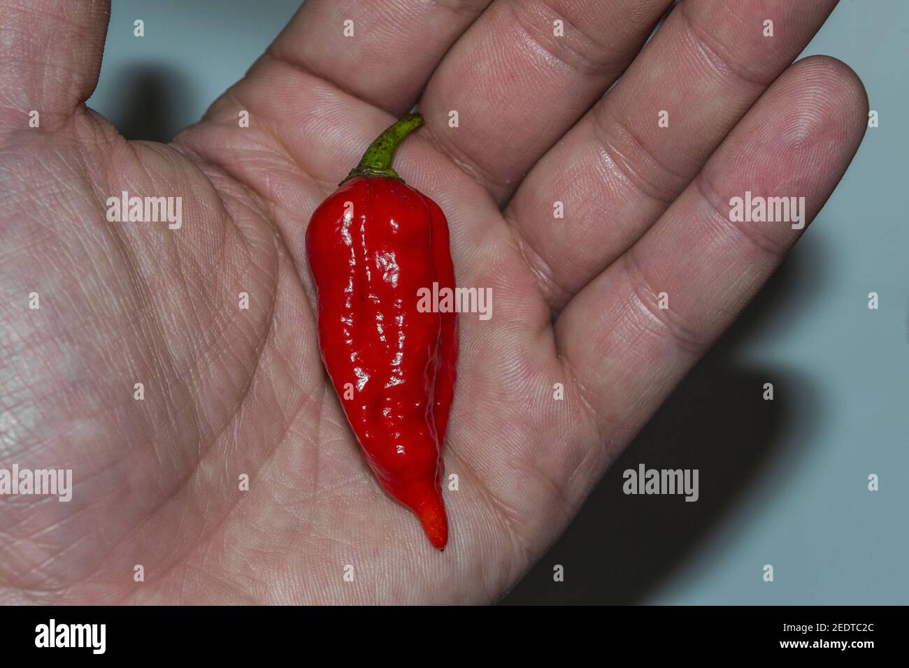 Super hot chili pepper on a hand Stock Photo - Alamy