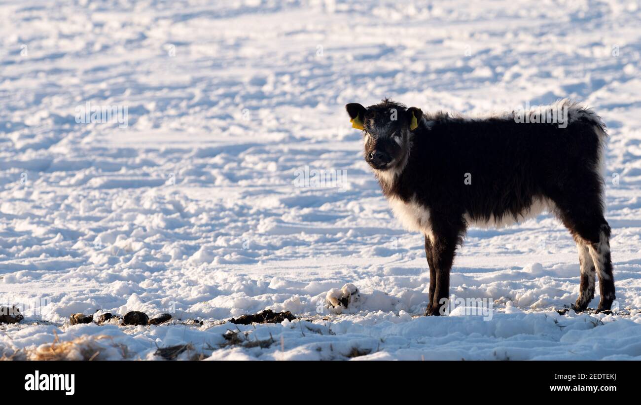 Little cute cow calf hi-res stock photography and images - Alamy
