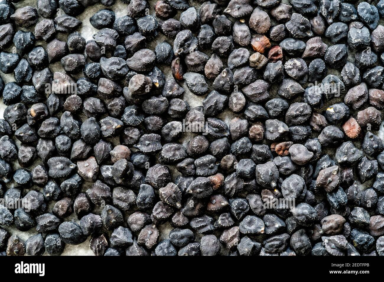 Black Chickpea or Kala Chana. Murgia Cece Nero. Ready to Use Stock ...