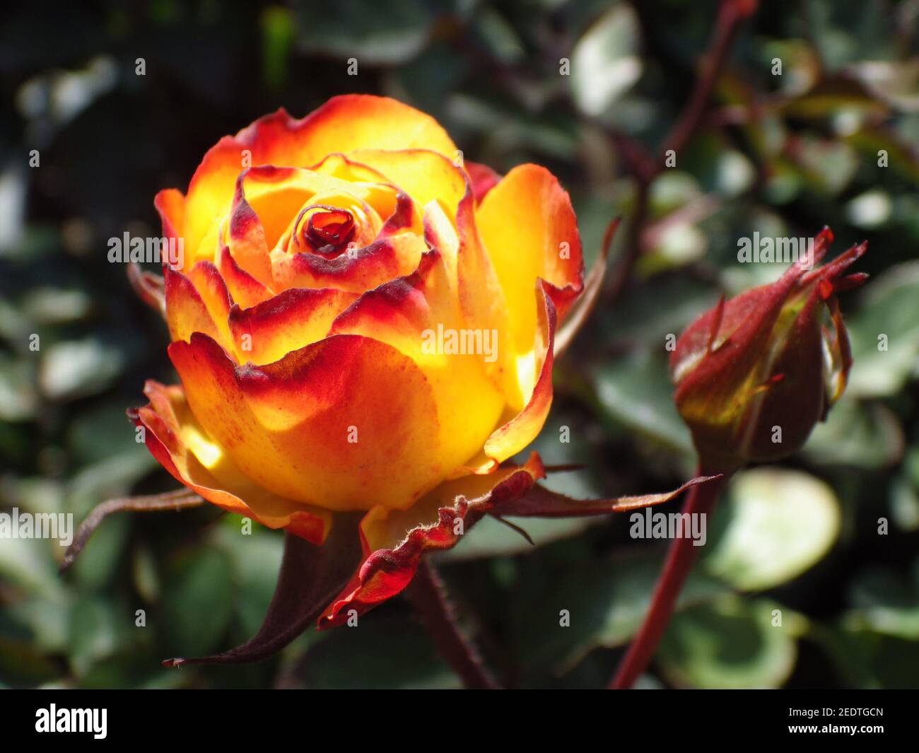 Selective focus of a beautiful yellow and orange rose in a garden Stock ...