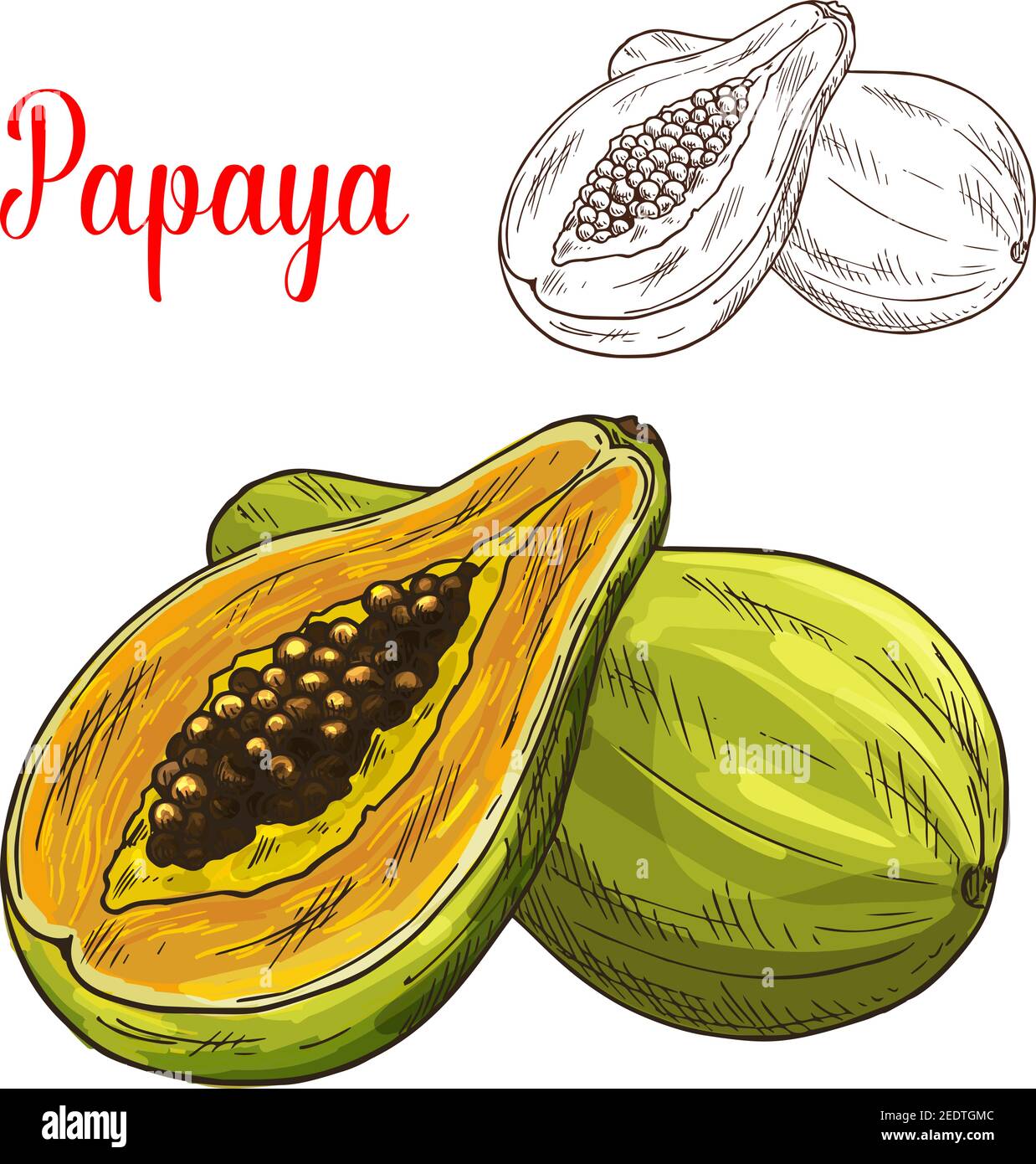 Papaya sketch. Vector isolated fruit icon of exotic papaw or pawpaw cut ...