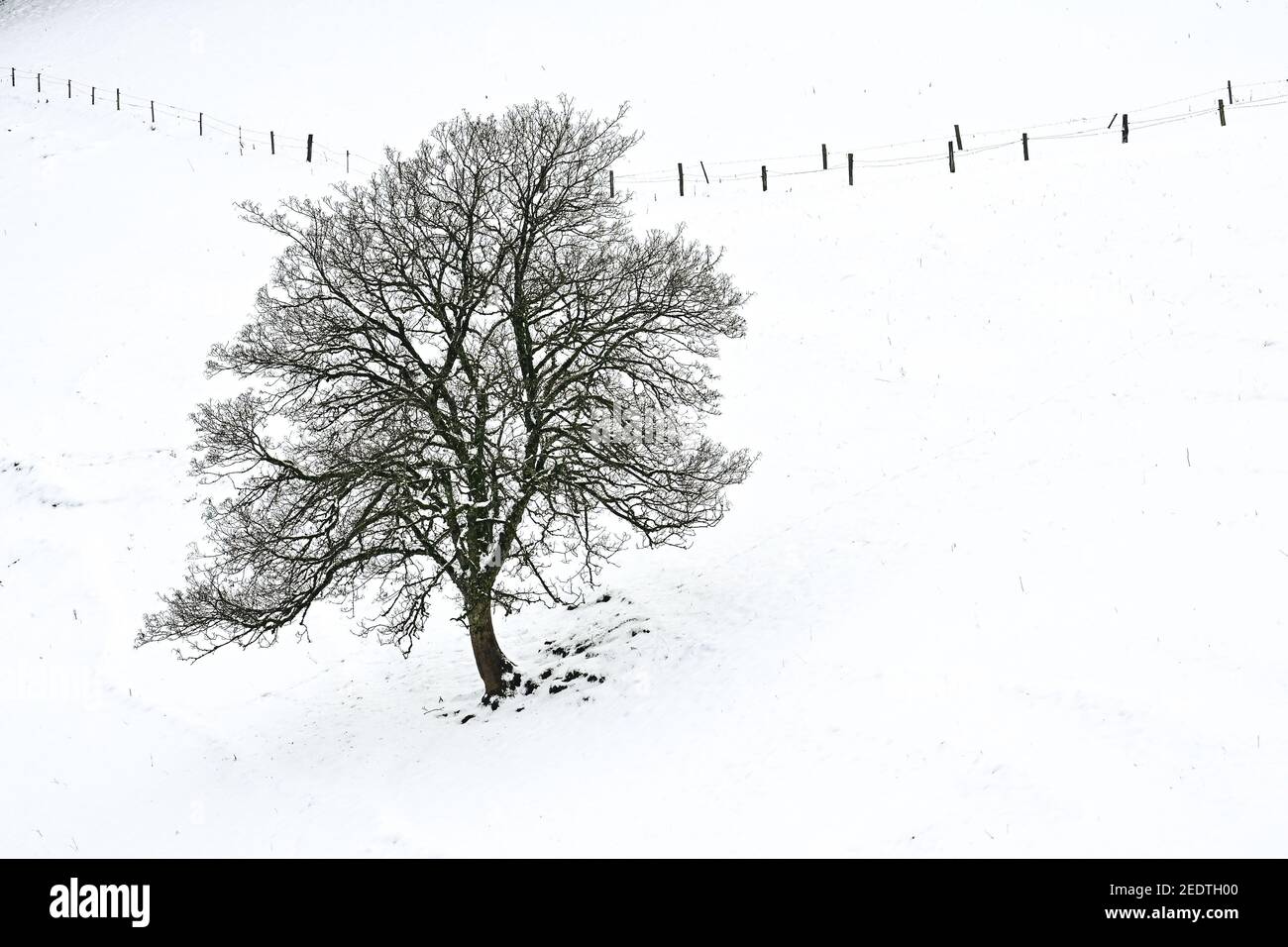Closeup of a tree on a ground covered in snow during winter in Ardenne ...