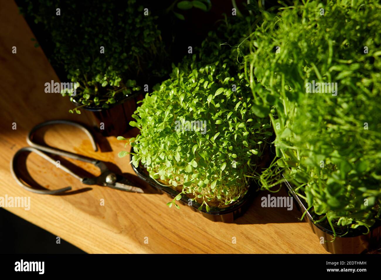 Different microgreens in the trays on wooden table, hard light, close ...