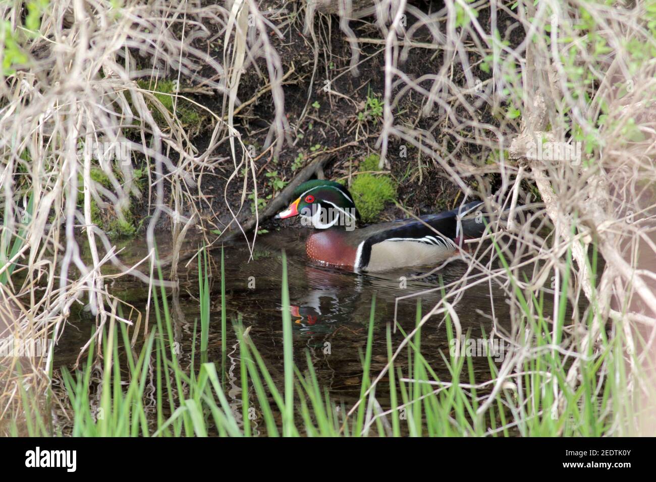Hiding duck hi-res stock photography and images - Alamy