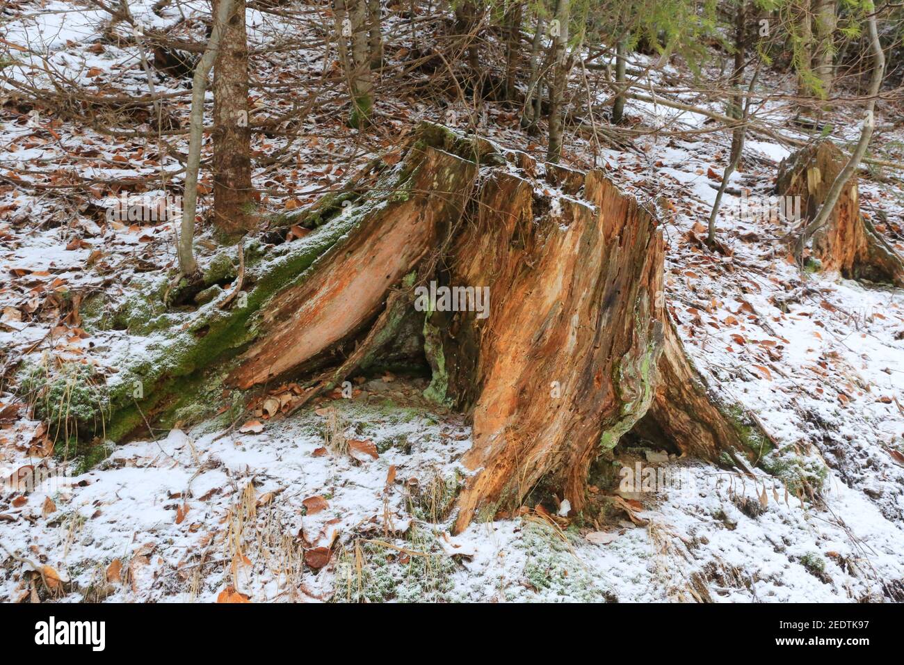 Stump in winter hi-res stock photography and images - Alamy