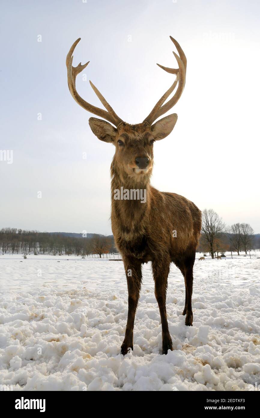 Nice deer hi-res stock photography and images - Alamy