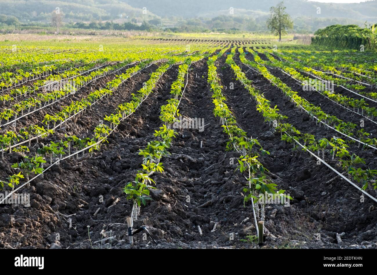 Planting vegetables in long rows . conventional horizontal farming or ...