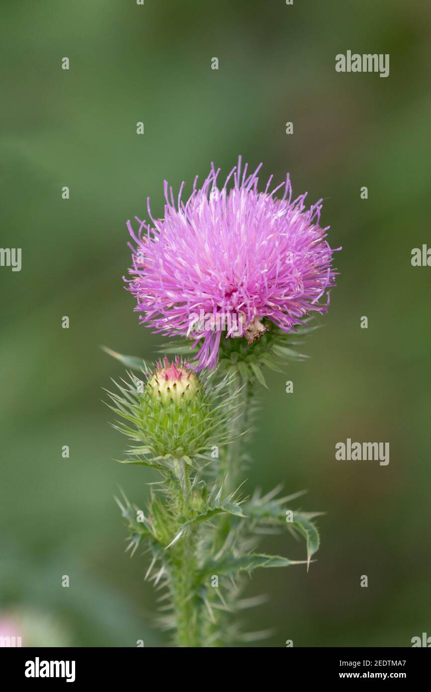 Broad winged thistle hi-res stock photography and images - Alamy