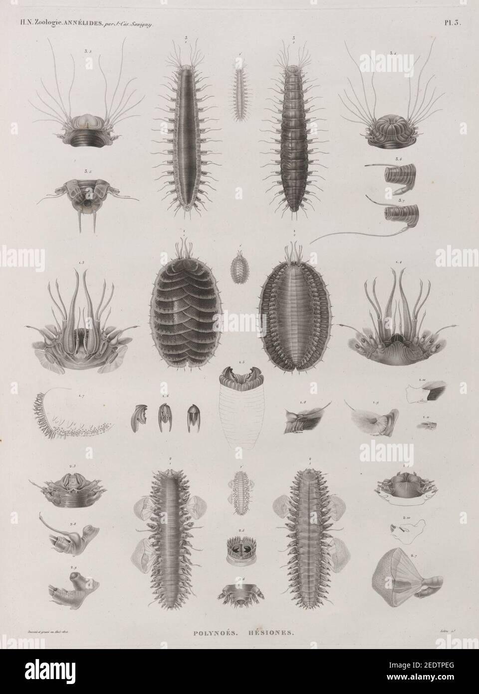 Annelides hi-res stock photography and images - Alamy