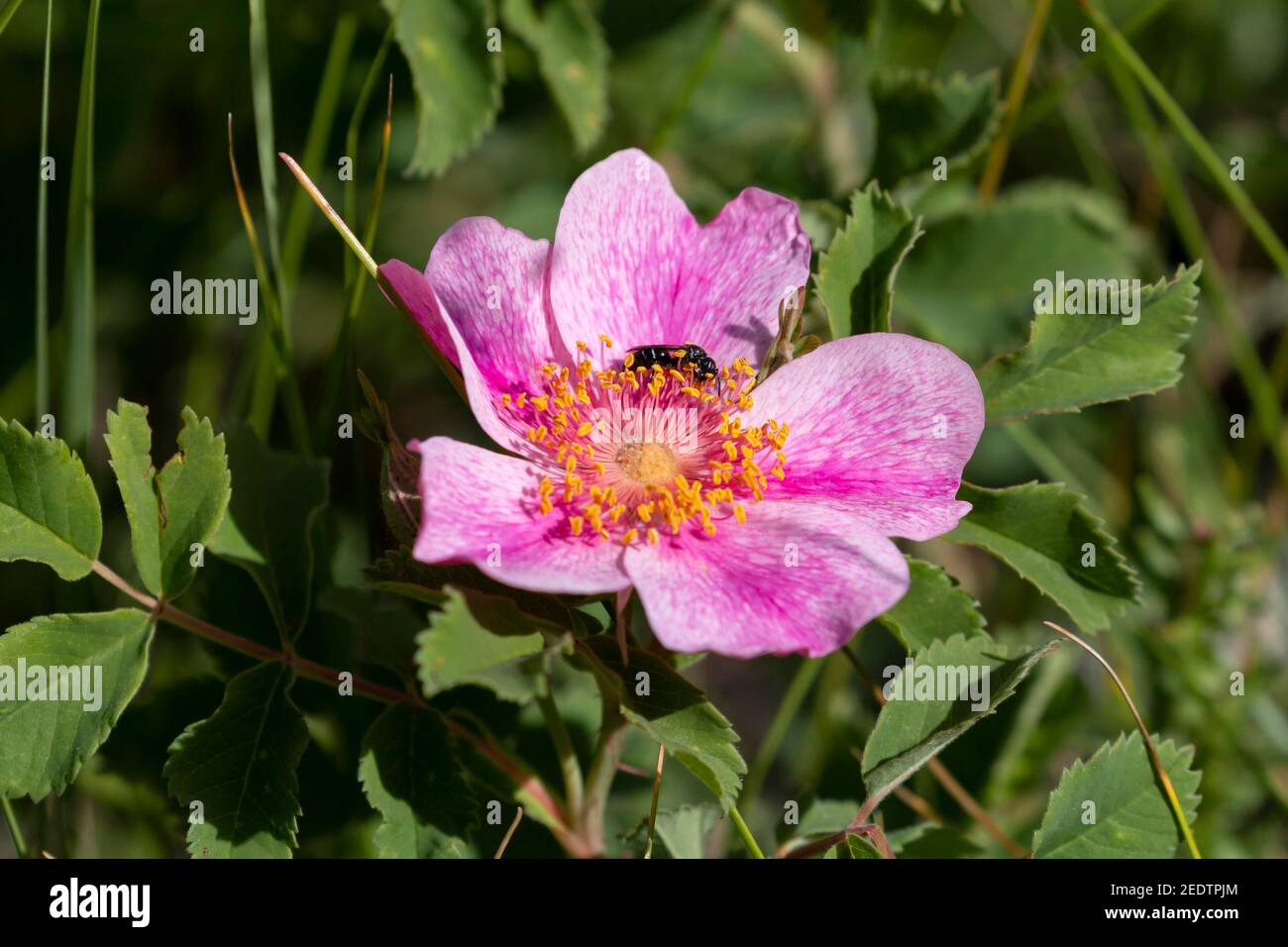 Prairie rose hi-res stock photography and images - Alamy