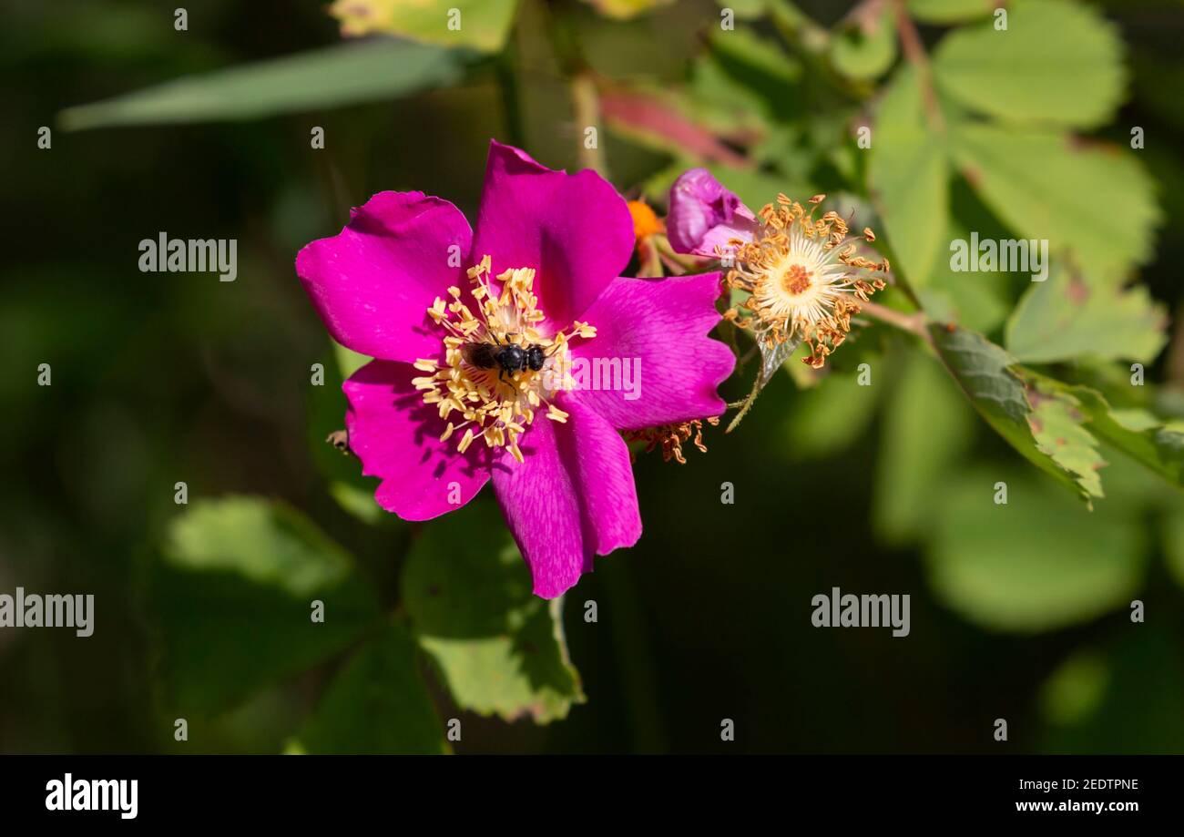 Prairie rose hi-res stock photography and images - Alamy