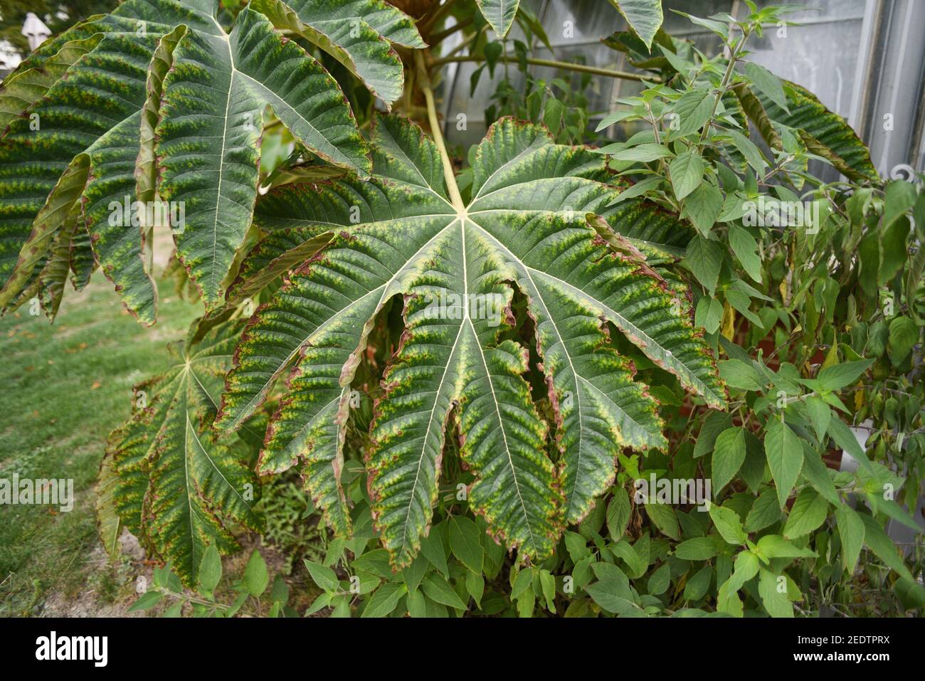 Castor beans leaves in the garden growing during the summer season ...