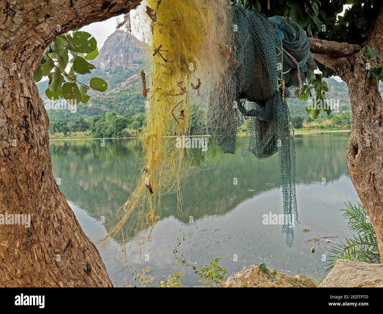 Palash hi-res stock photography and images - Alamy