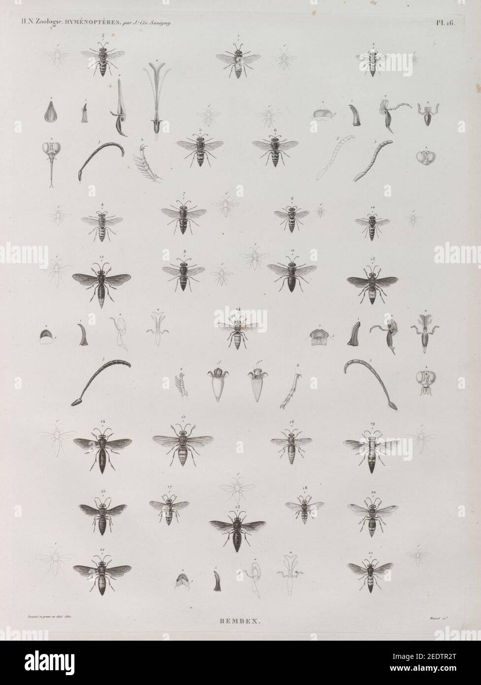 Hymenopteres hi-res stock photography and images - Alamy