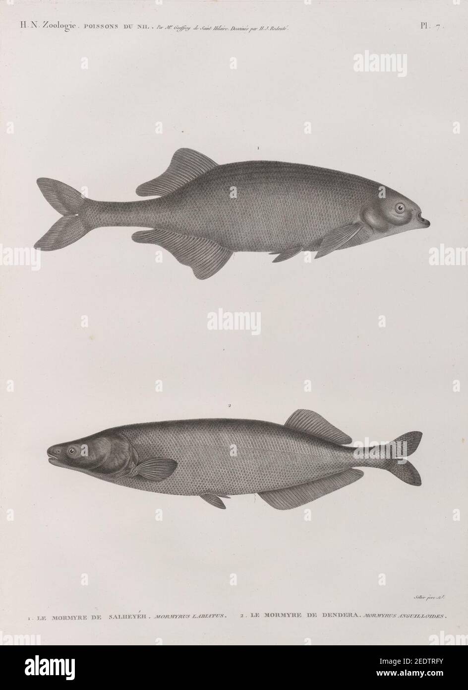 Zoologie. Poissons du Nil. 1. Le Mormyre de Salheyéh (Mormyrus labiatus ...