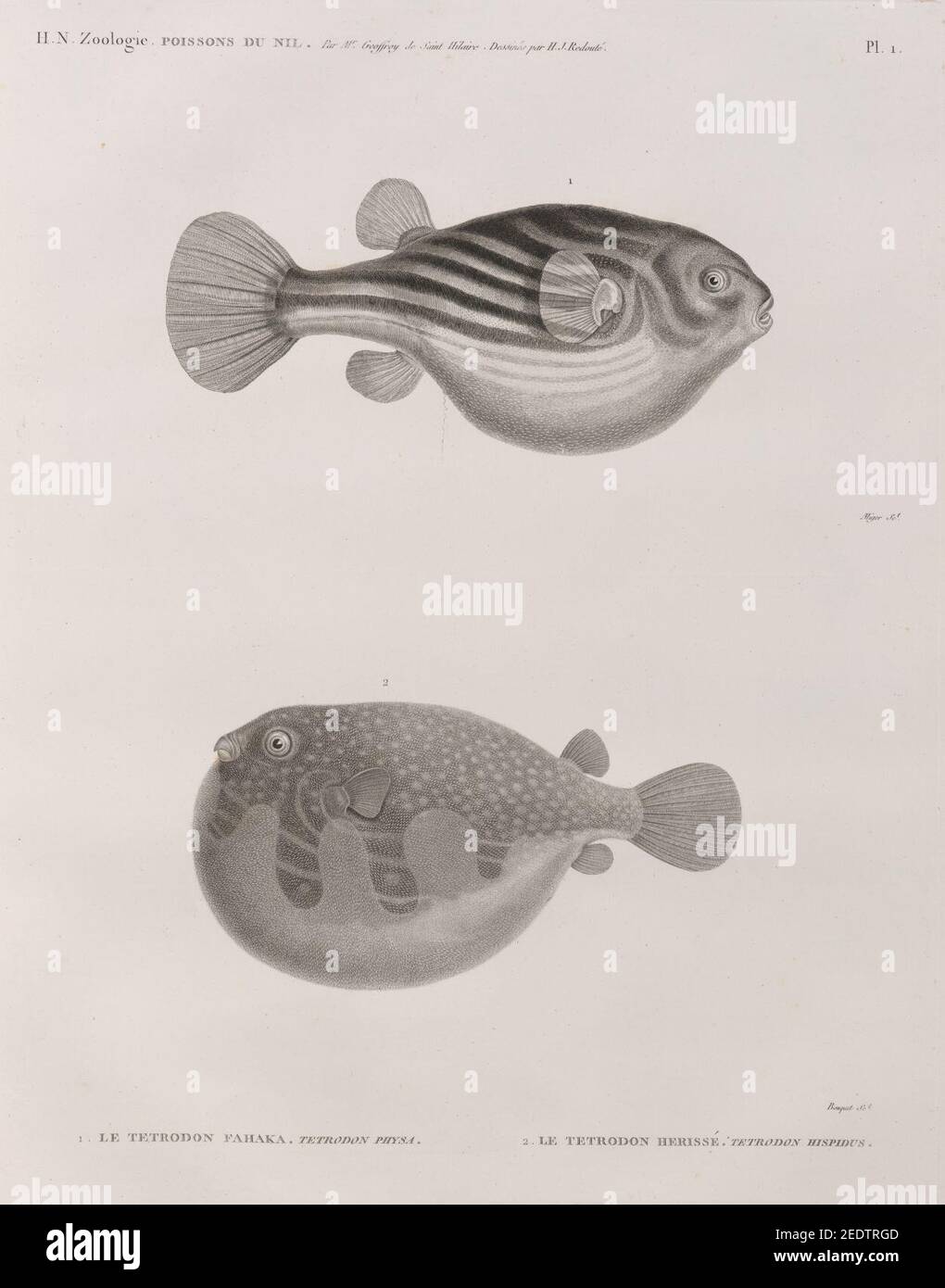 Zoologie. Poissons du Nil. 1. Le Tetrodon fanaka (Tetrodon physa); 2 ...