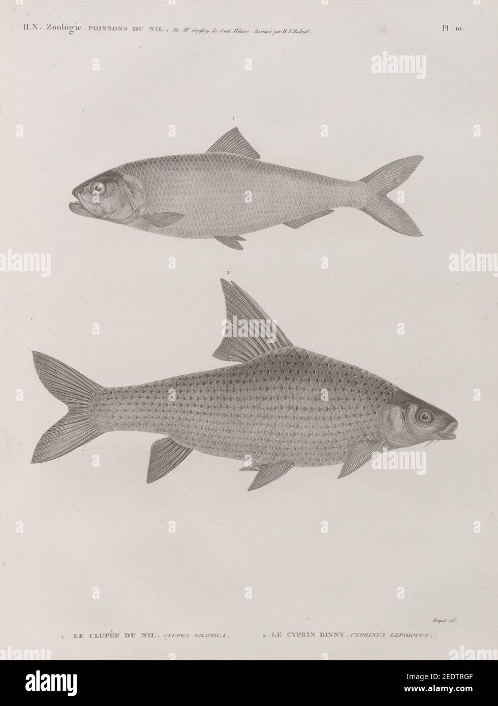 Lepidotus High Resolution Stock Photography and Images - Alamy