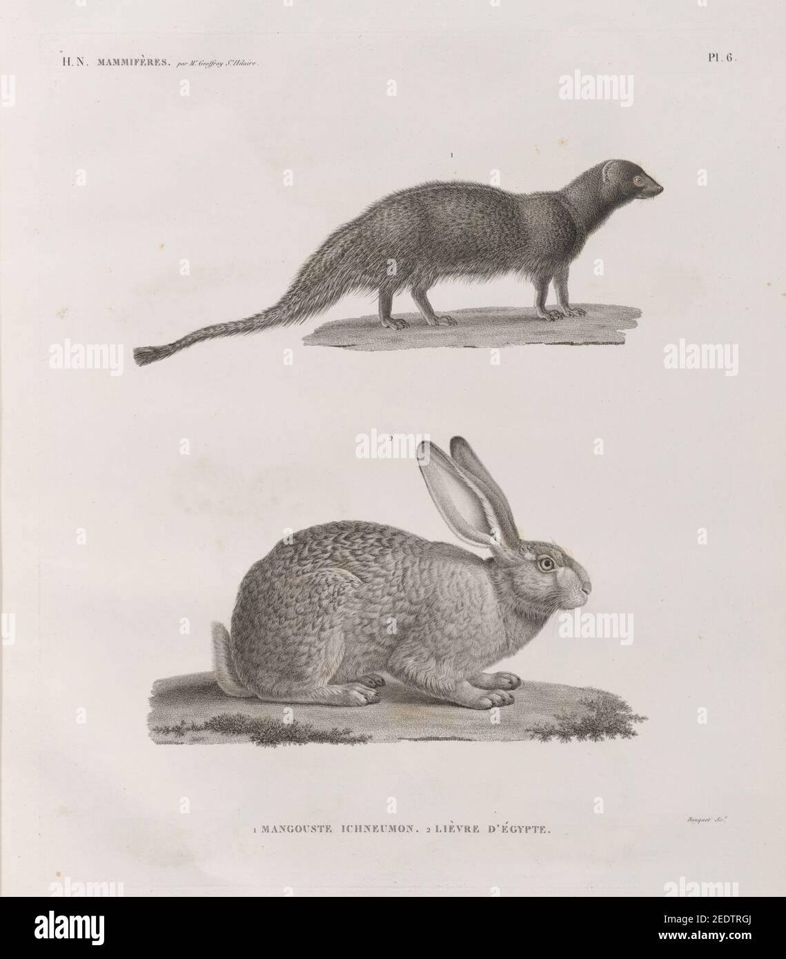 Mangouste hi-res stock photography and images - Alamy